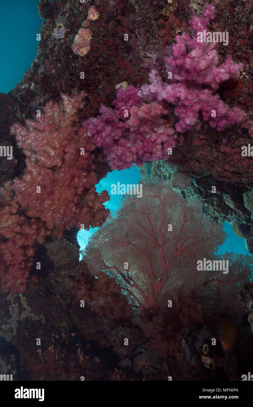 Unimaginable size of coral gardens, diversity of forms and fabulous ...