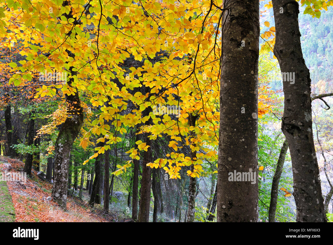 Beech trees in autumn time. Serra da Estrela Nature Park, Portugal ...