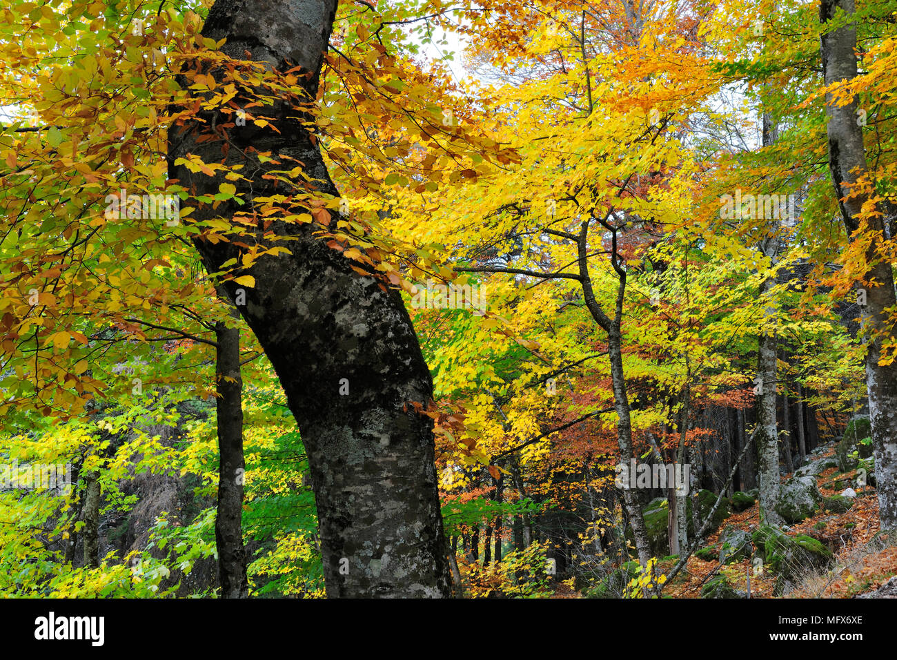 Sycamore maple hi-res stock photography and images - Alamy