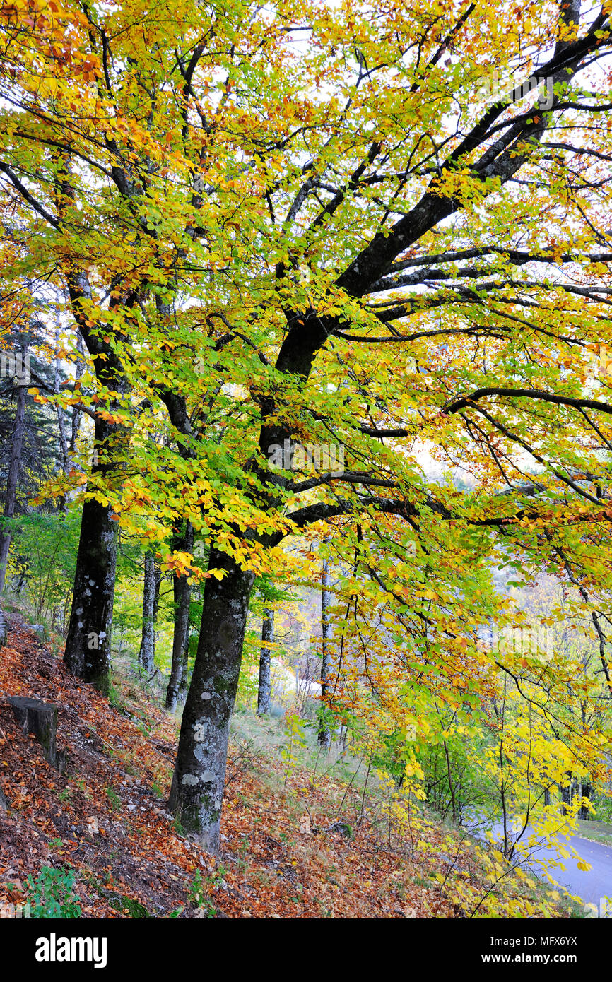 Beech trees in autumn time. Serra da Estrela Nature Park, Portugal ...
