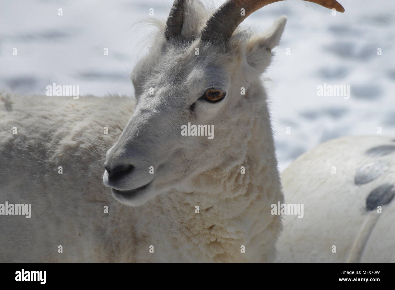 Sheep snow face hi-res stock photography and images - Alamy