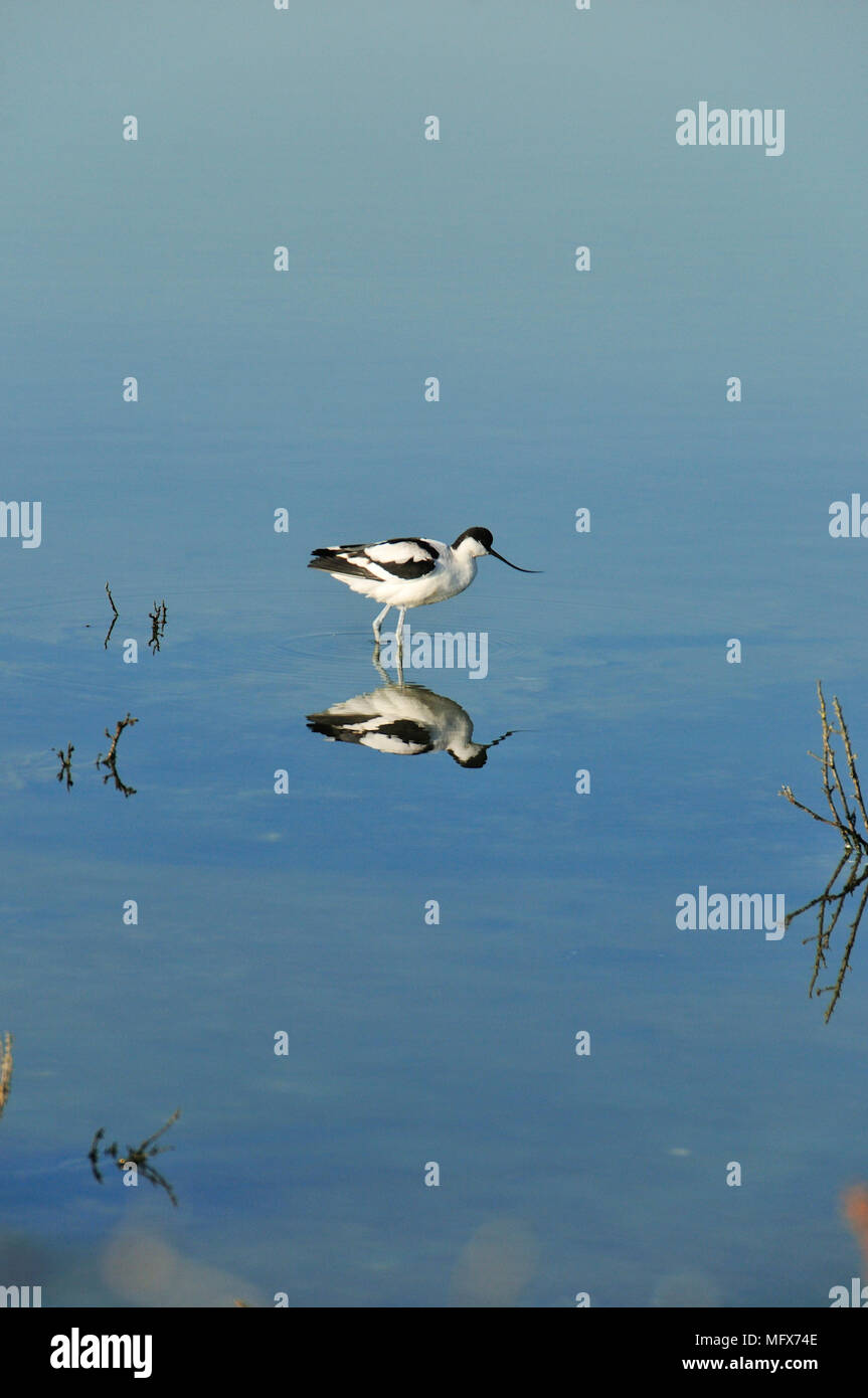 Pied avocet hi-res stock photography and images - Alamy