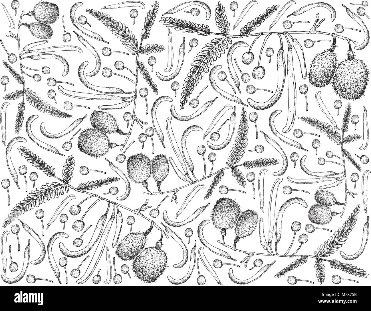 African locust bean tree Stock Vector Images - Alamy