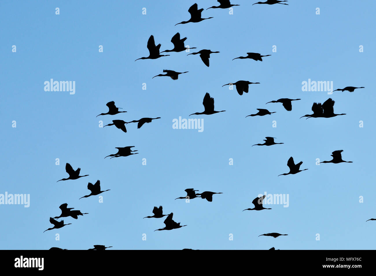 Glossy Ibis flock (Plegadis falcinellus) flying at the Sado Estuary ...