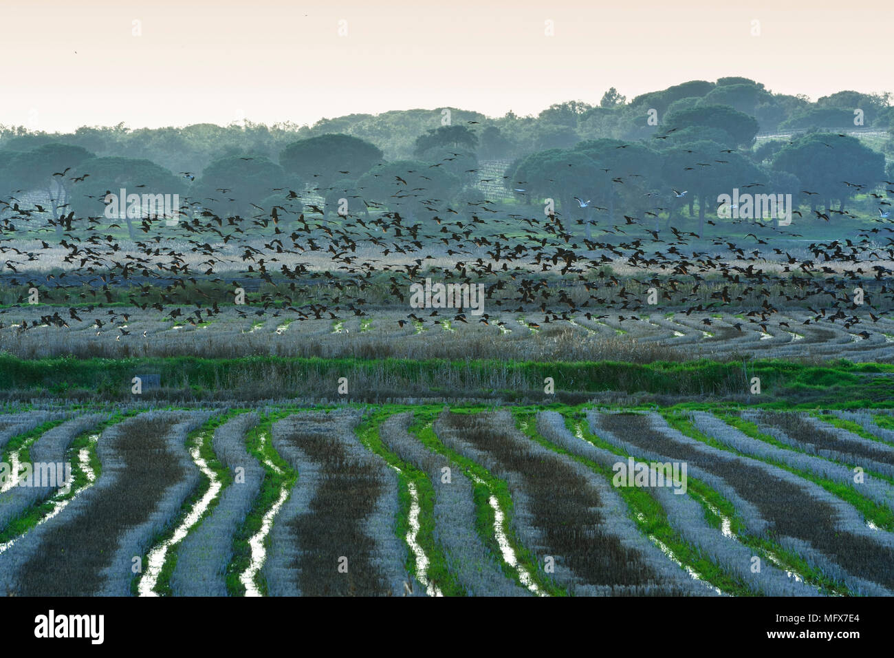 A huge flock of Glossy Ibis (Plegadis falcinellus) flying over a rice ...