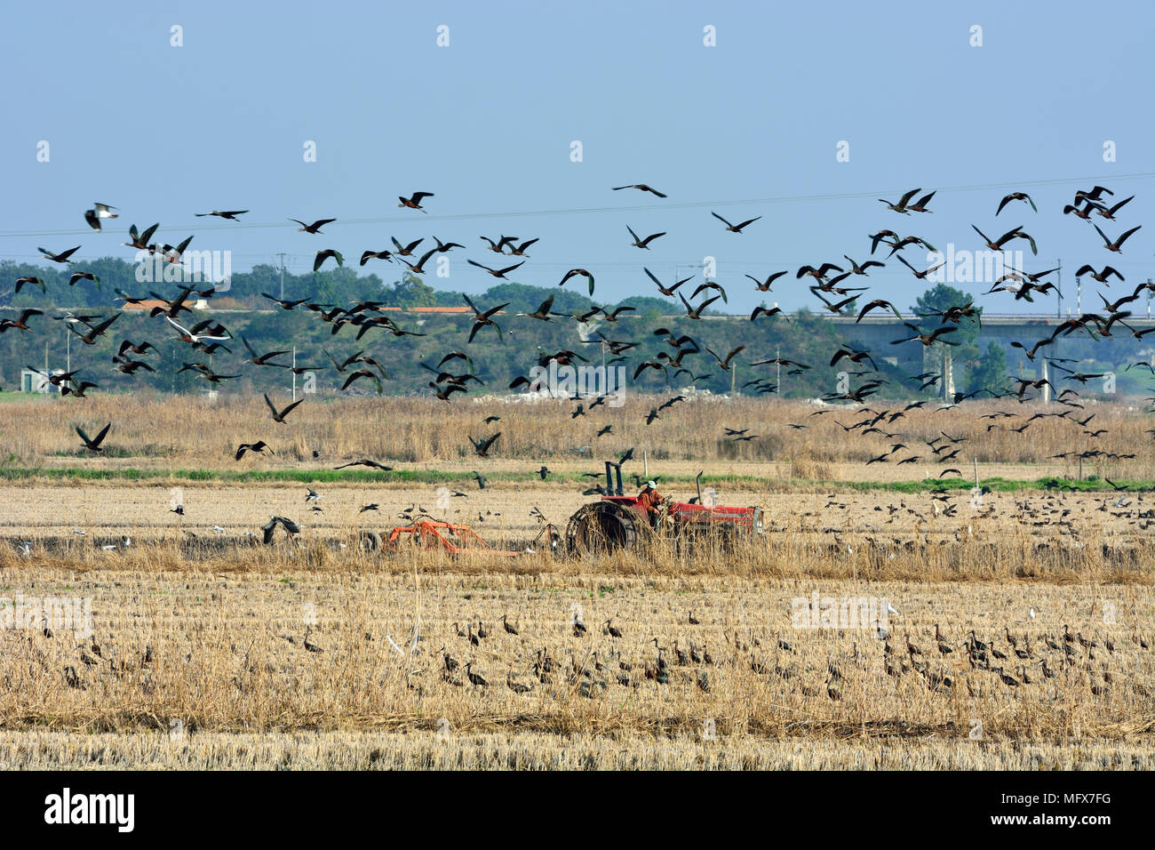 Glossy Ibis flock (Plegadis falcinellus) flying over a rice field at ...