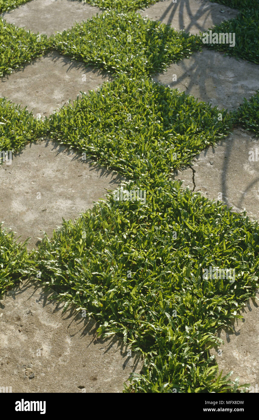 Grass squares hi-res stock photography and images - Alamy
