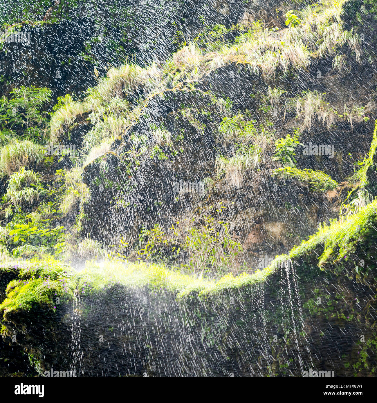 Abstract green moss background hi-res stock photography and images - Alamy