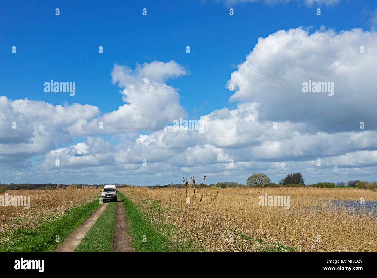 Lakenheath Fen, an RSPB nature reserve in Suffolk, England UK Stock ...