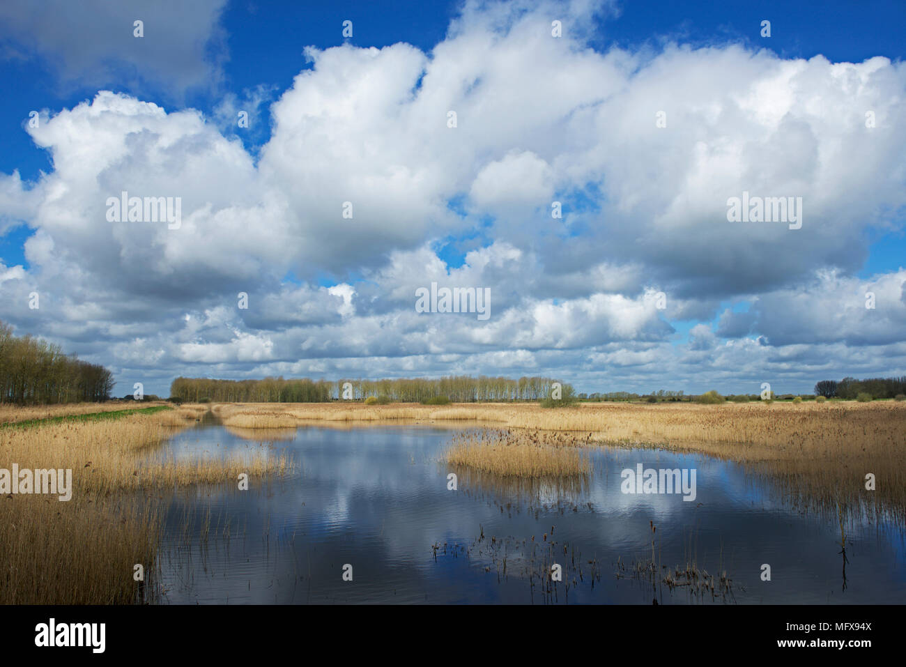 Lakenheath Fen, an RSPB nature reserve in Suffolk, England UK Stock ...