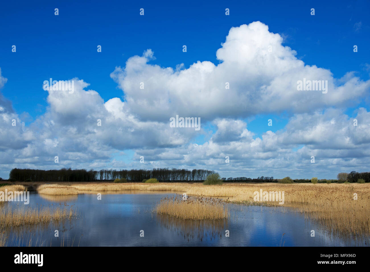 Lakenheath Fen, an RSPB nature reserve in Suffolk, England UK Stock ...