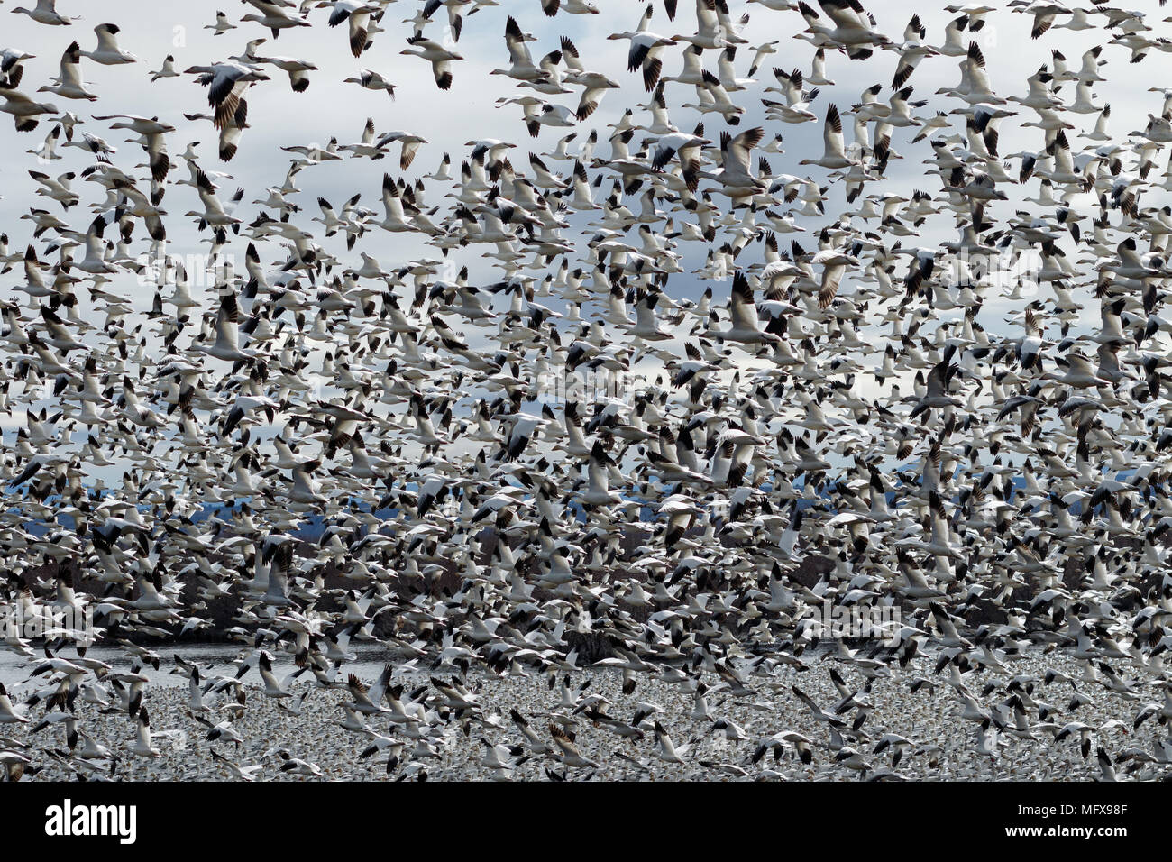 Snow geese migration in the Klamath Basin National Wildlife Refuge ...