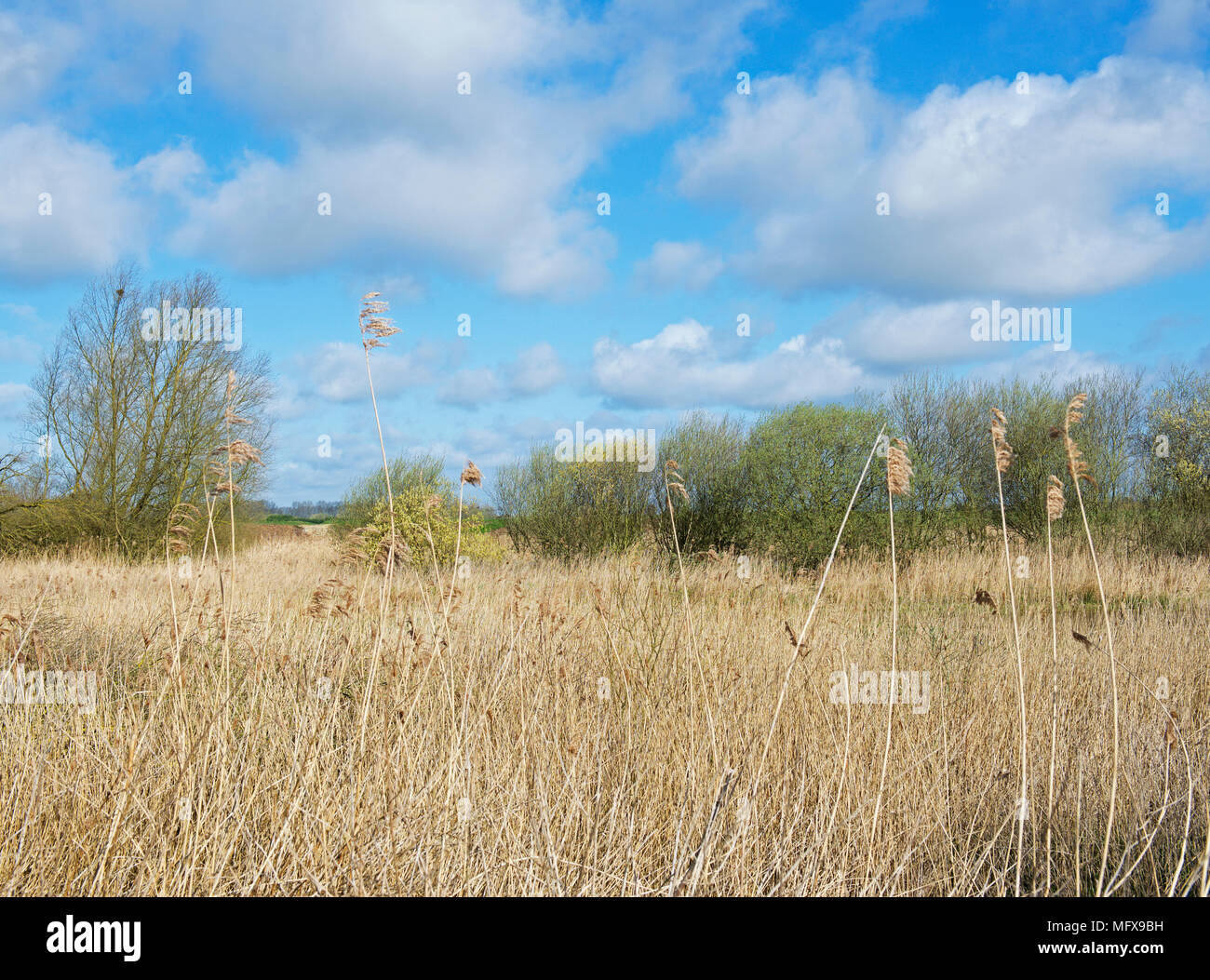 Lakenheath Fen, an RSPB nature reserve in Suffolk, England UK Stock ...