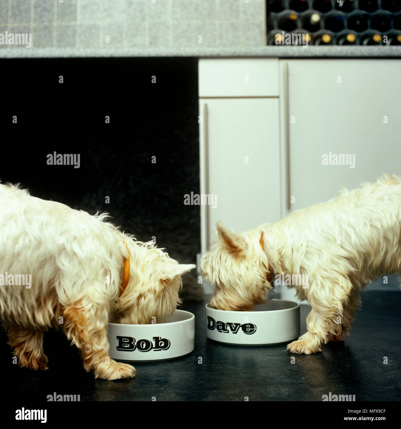 Dog two bowls hi-res stock photography and images - Alamy