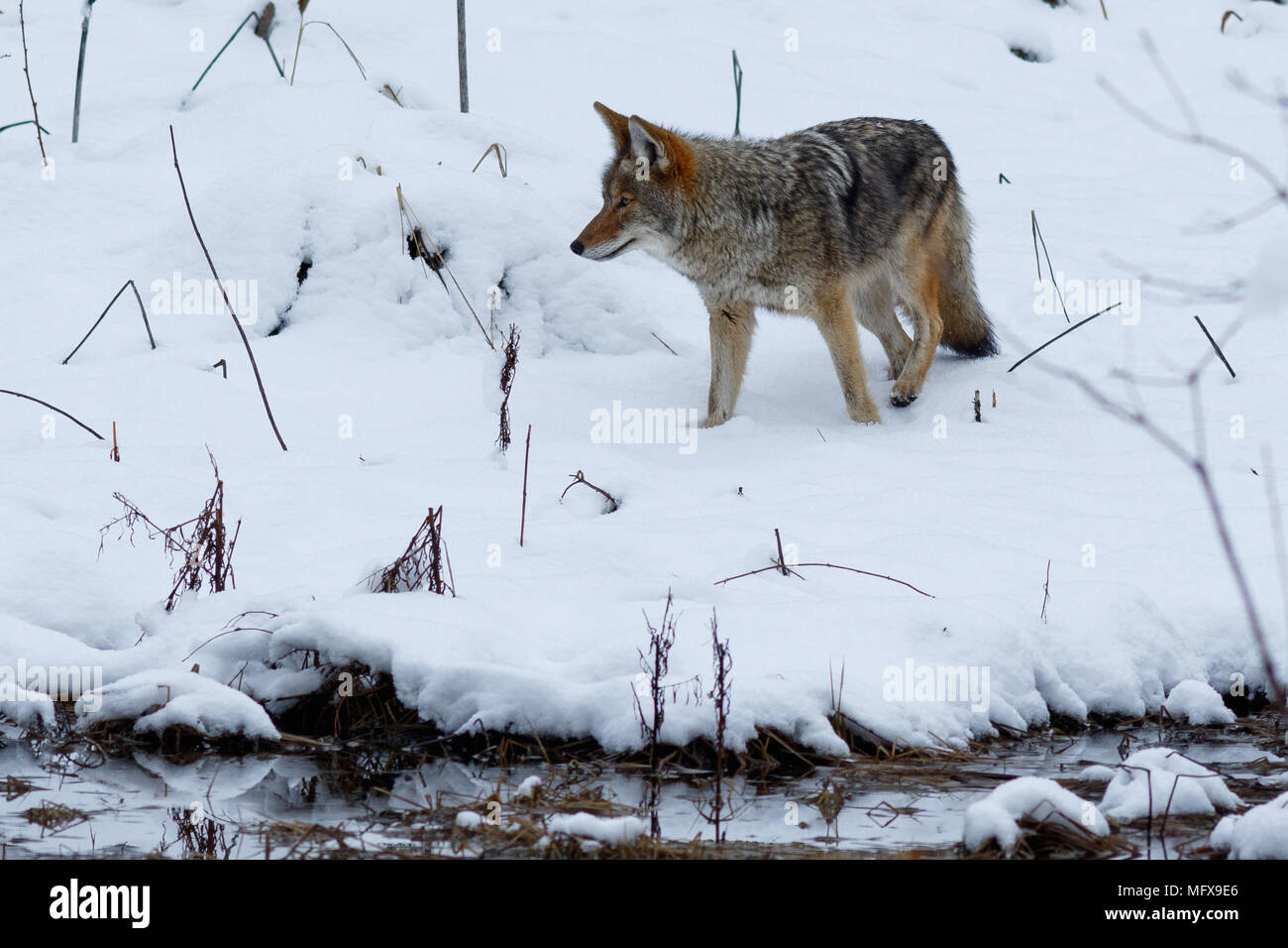 Coyote hunting in the snow in Yosemite Valley. California, Yosemite ...