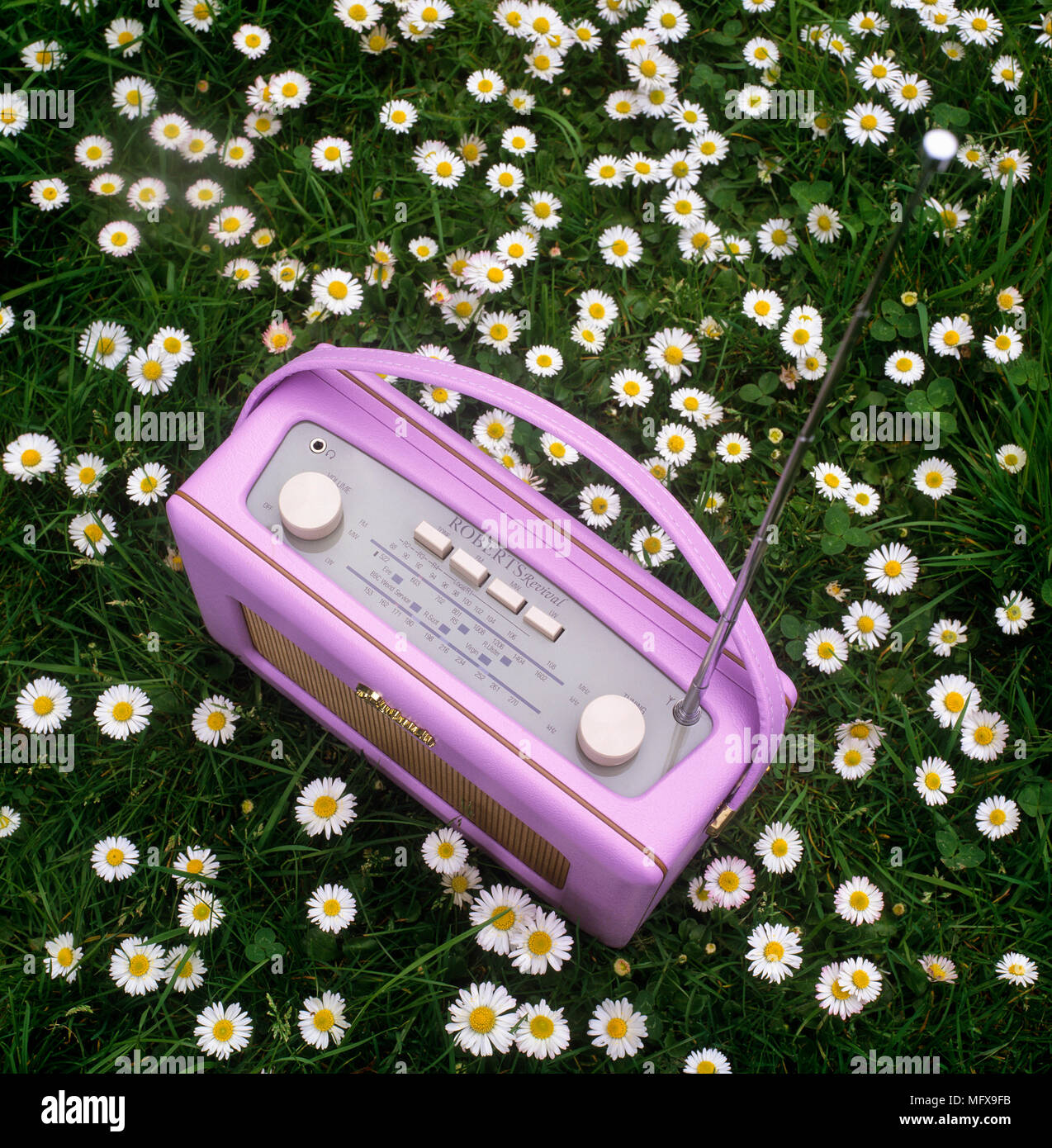View from above of pink purple radio outside on daisy covered lawn ...