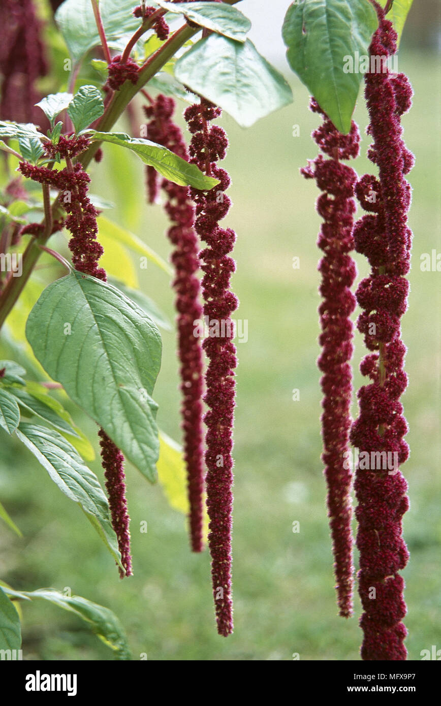 Amaranthus flowers hi-res stock photography and images - Alamy