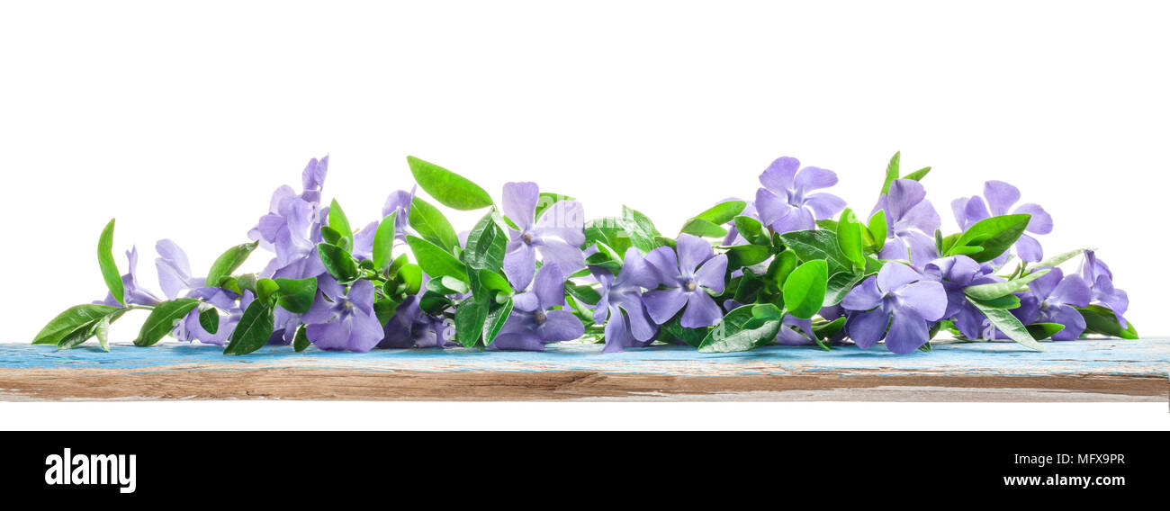 Border vinca vinca periwinkle hi-res stock photography and images - Alamy