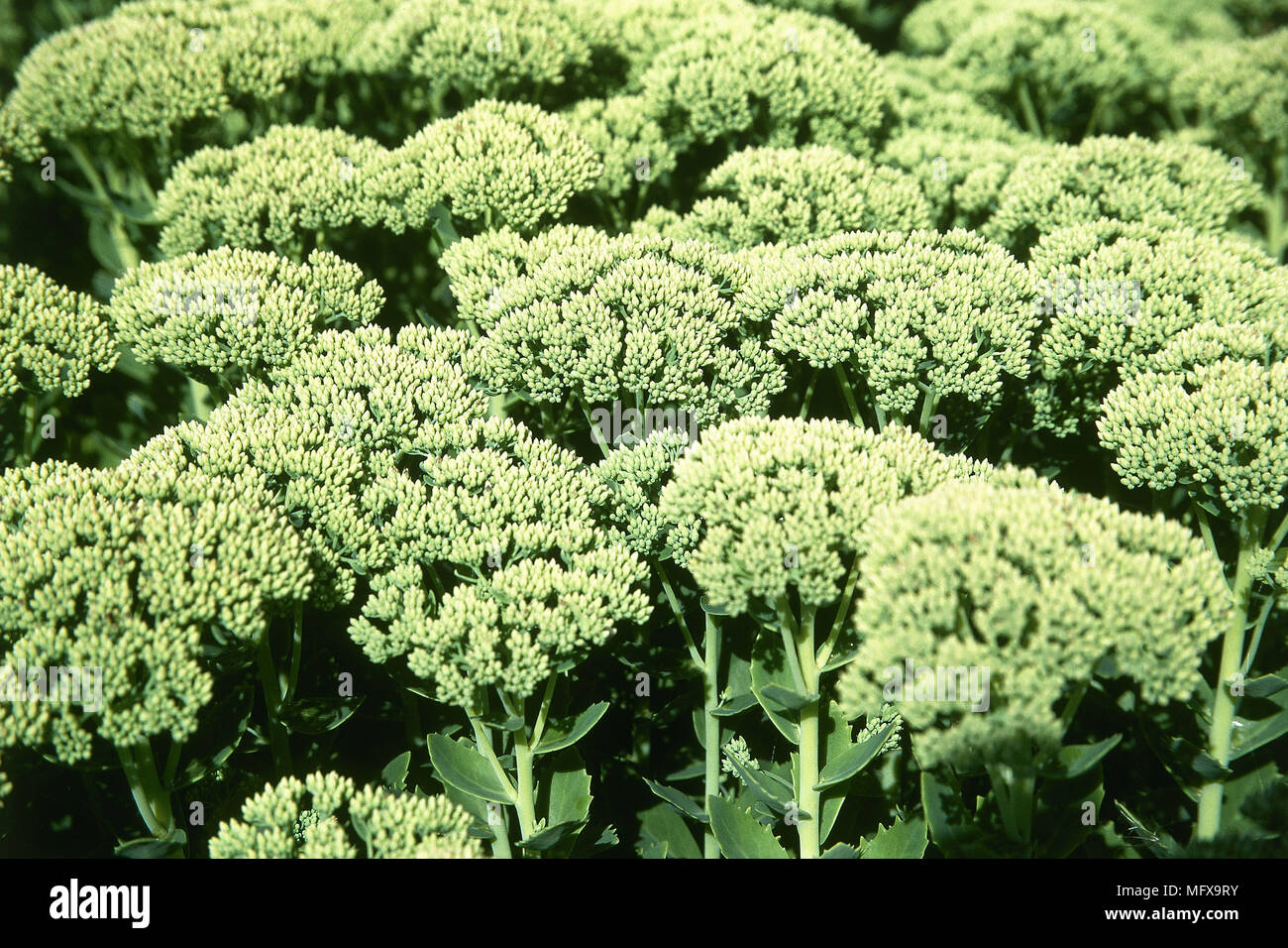 Antium hi-res stock photography and images - Alamy