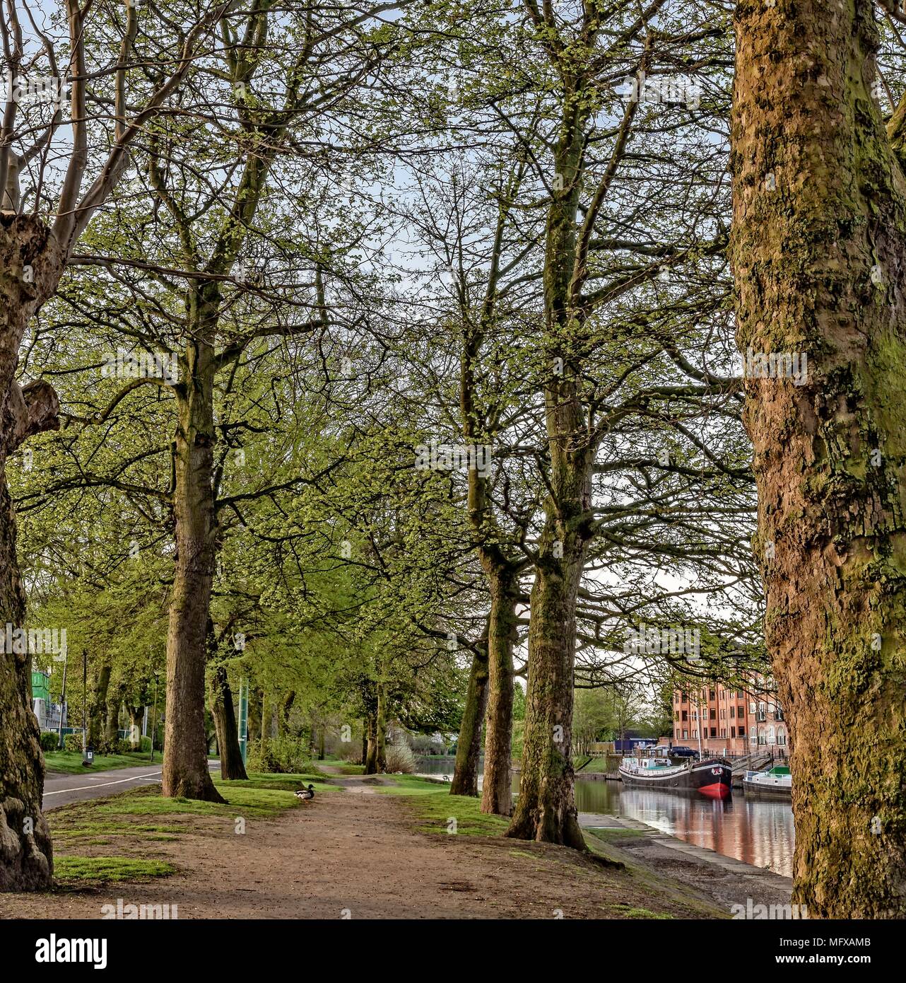 Line of trees alongside river hi-res stock photography and images - Alamy