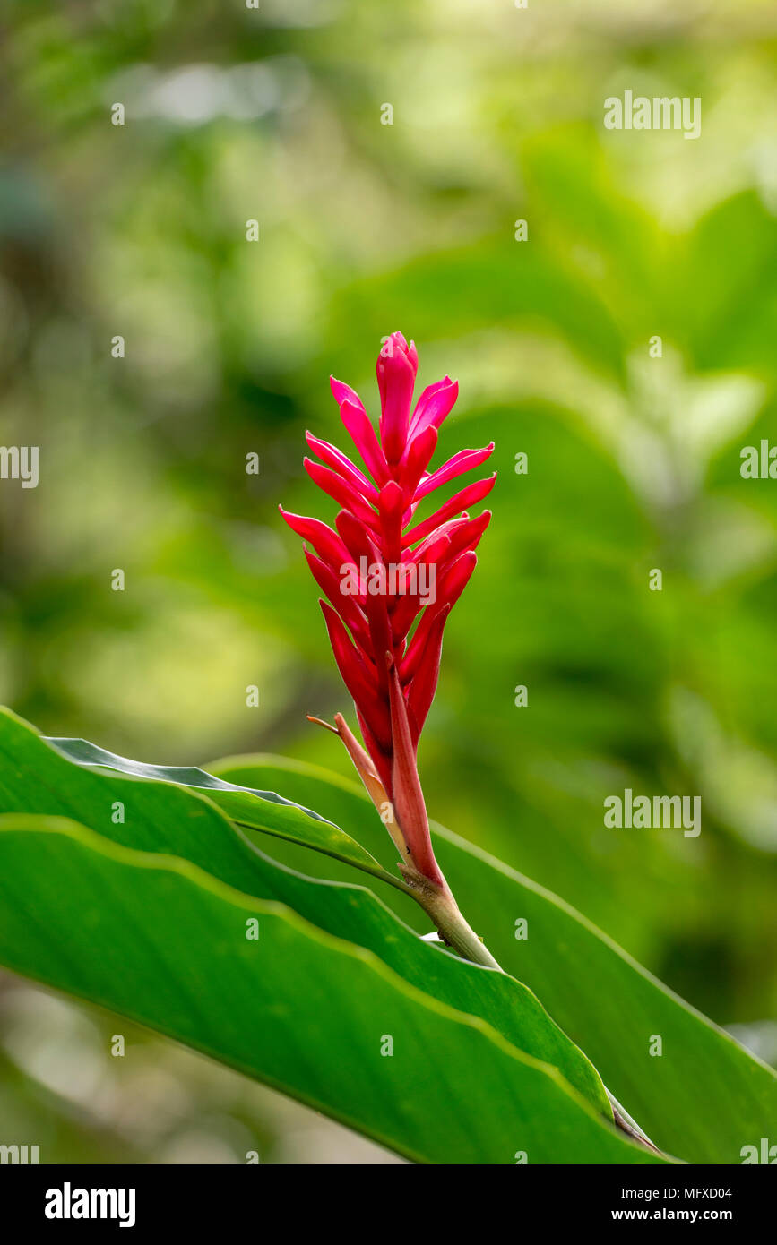 Alpinia Purpurata or Red Ginger a vibrant pink tropical plant Stock ...