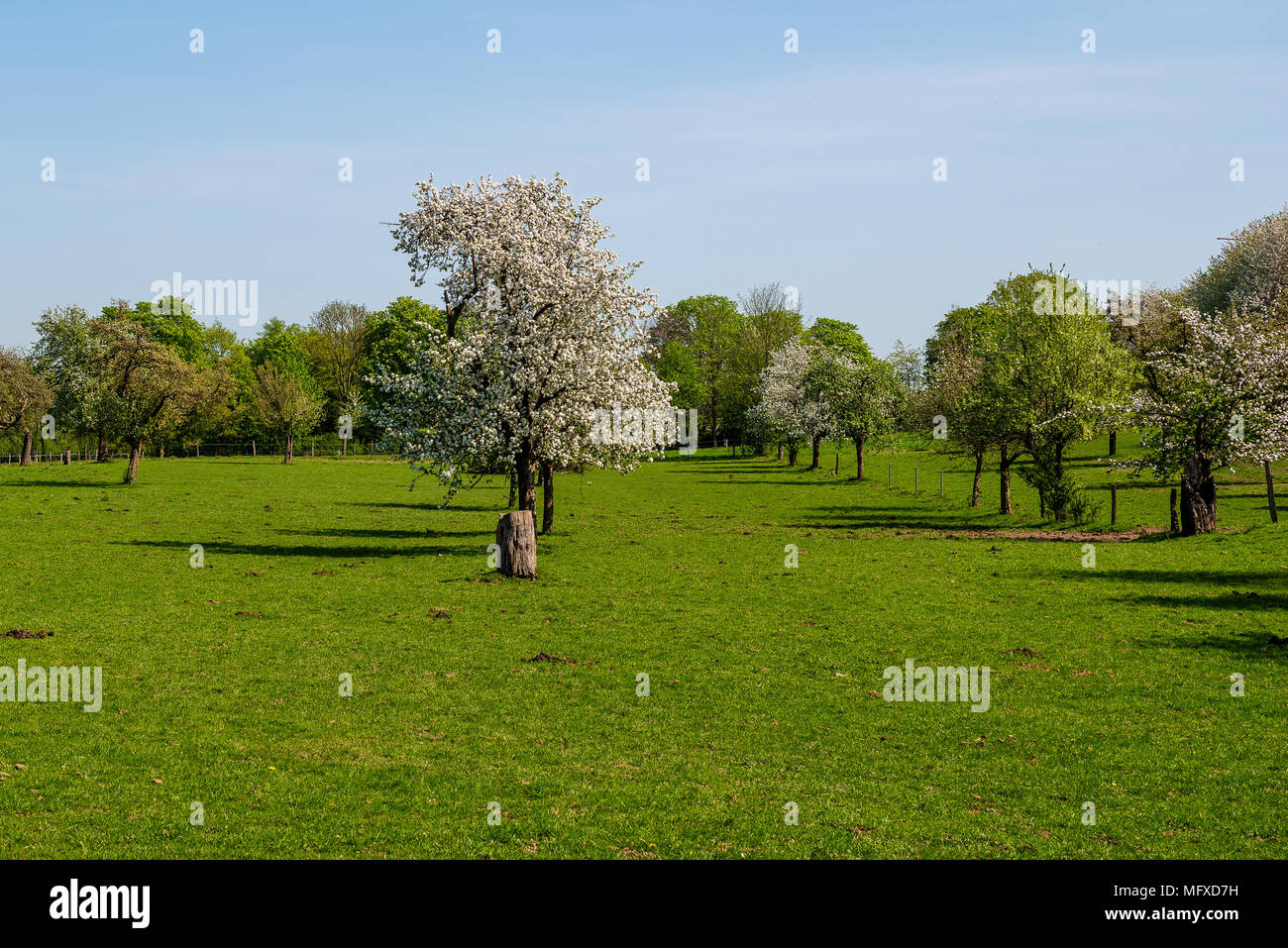 Orchard with blooming apple trees in spring, Essen, Germany Stock Photo ...