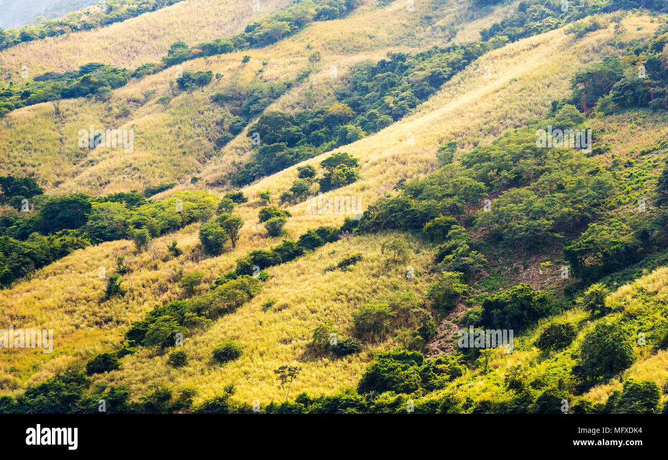 Dotted Trees High Resolution Stock Photography and Images - Alamy