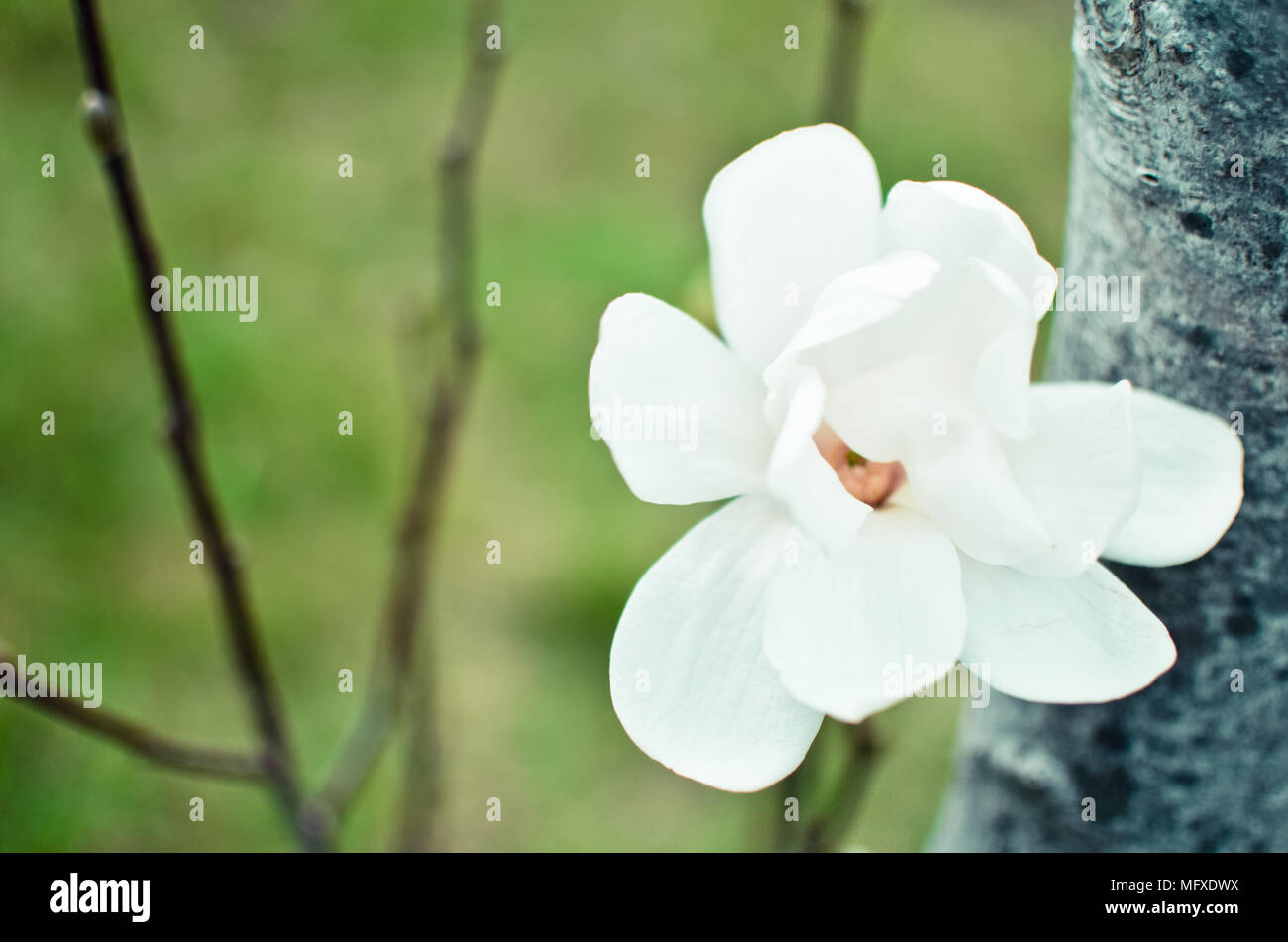 Magnolia up close hi-res stock photography and images - Alamy