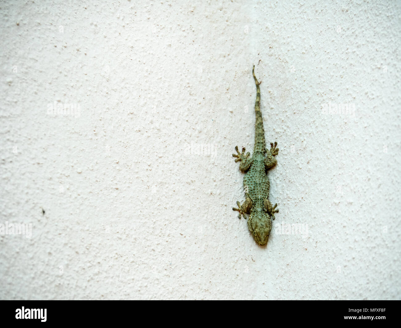 Gecko waiting for the sun's heat on the wall of the house, Sardinia ...