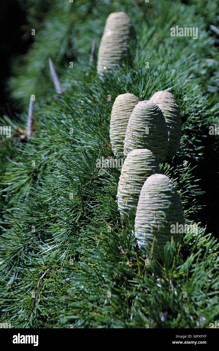 Cones On A Tree Stock Photo Alamy