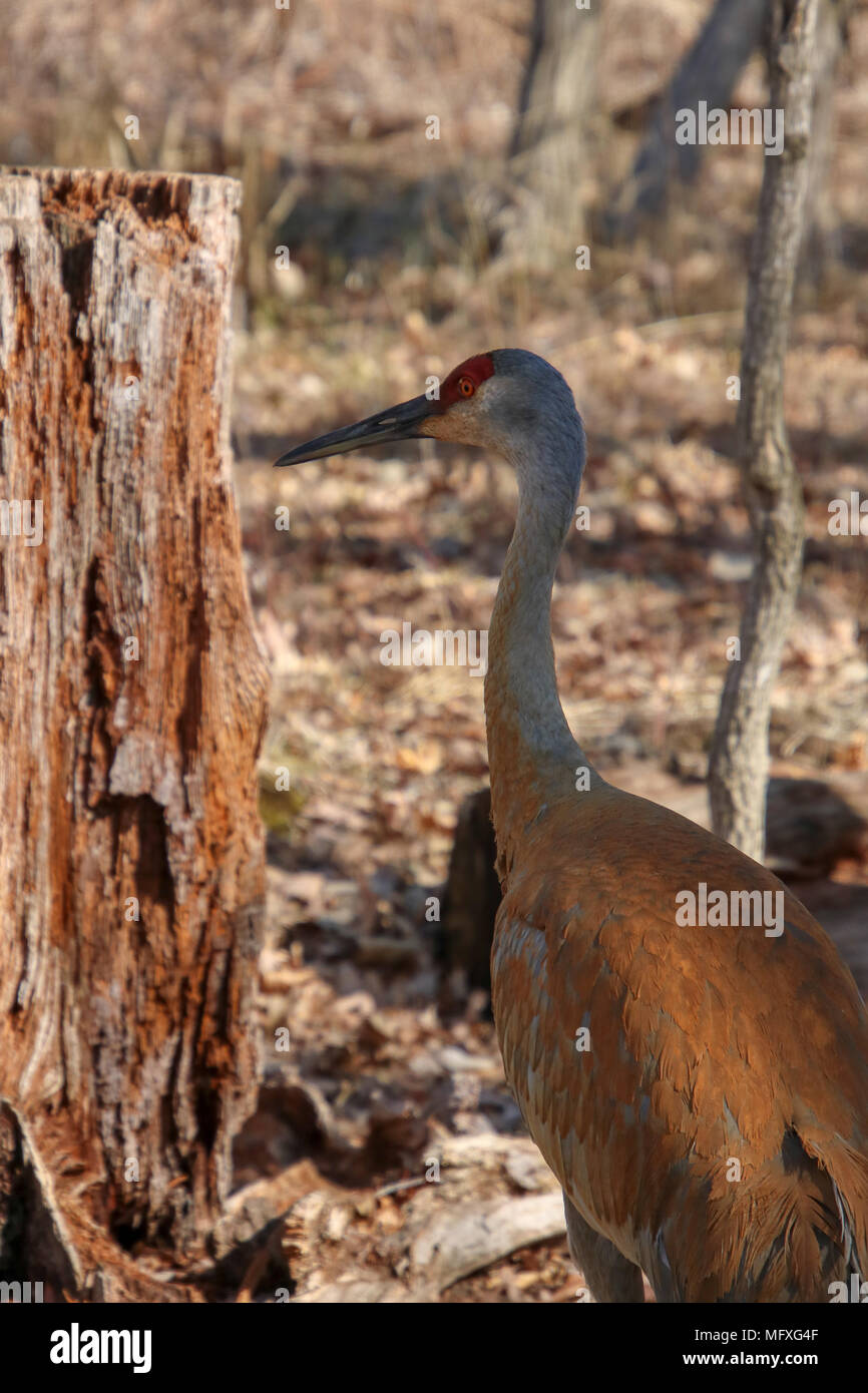 Crane beak hi-res stock photography and images - Alamy
