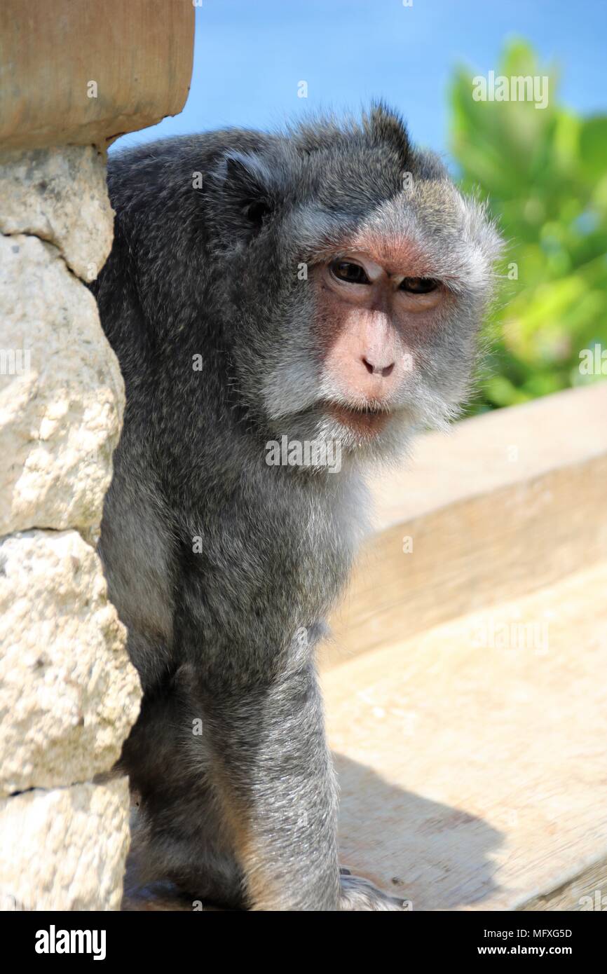 Monkey watching us Stock Photo - Alamy