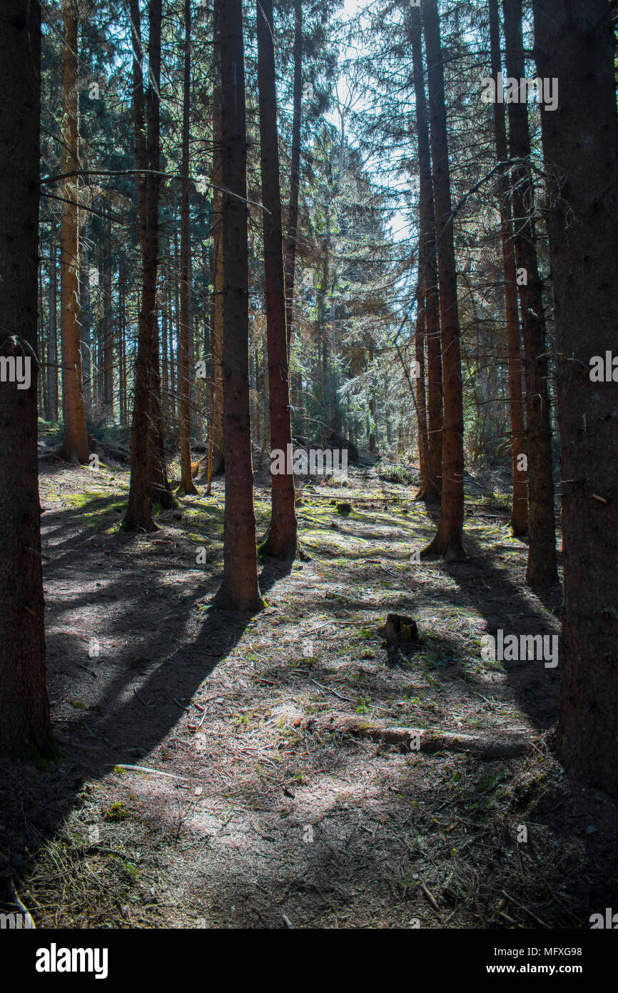 Look inside a coniferous forest in germany during sunny spring time ...