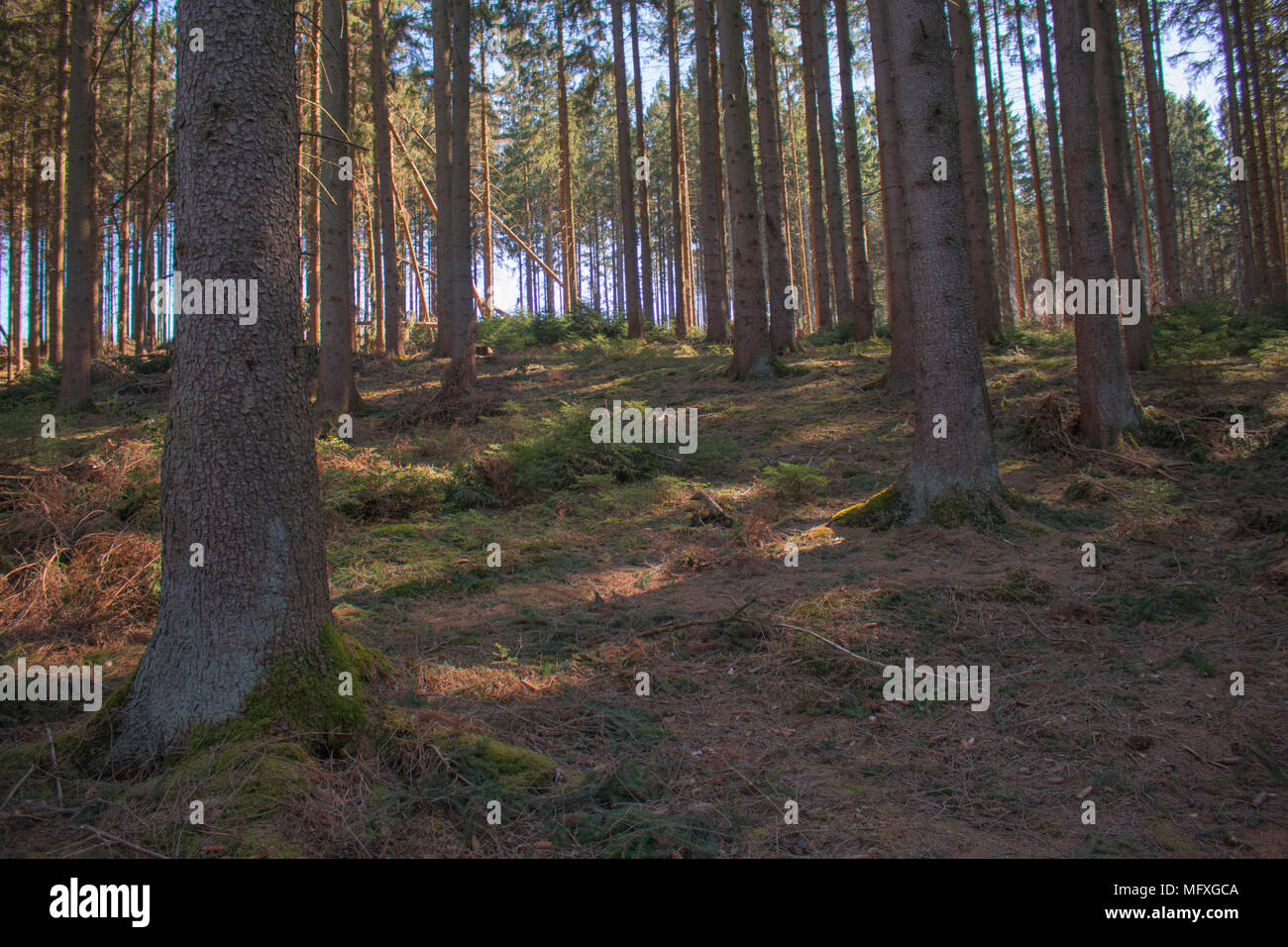 Look inside a coniferous forest in germany during sunny spring time ...