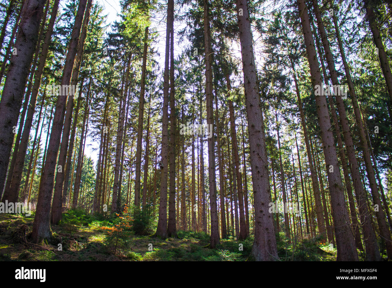 German forest during spring hi-res stock photography and images - Alamy