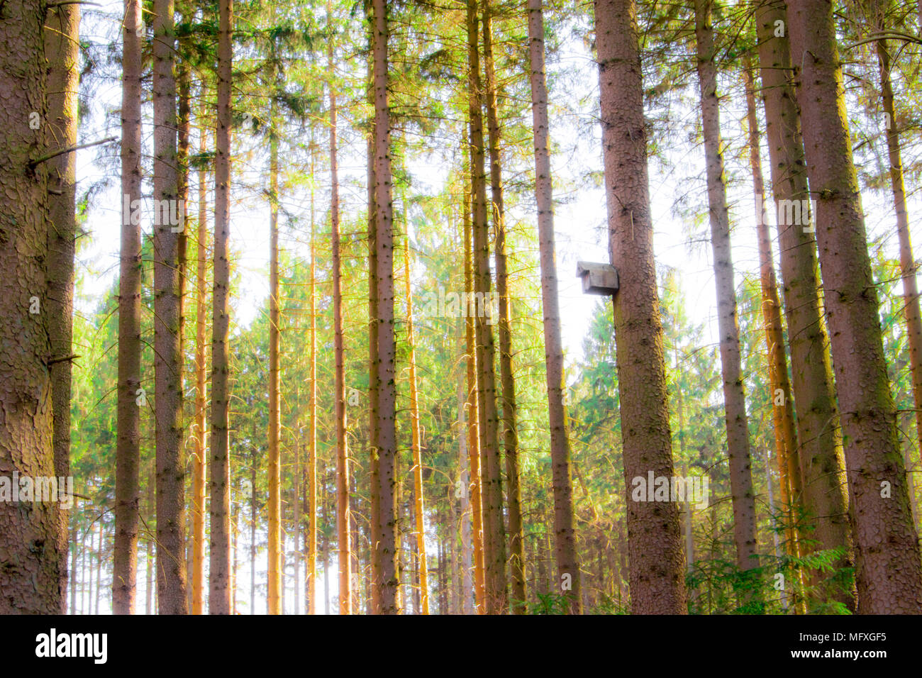 Look inside a coniferous forest in germany during sunny spring time ...