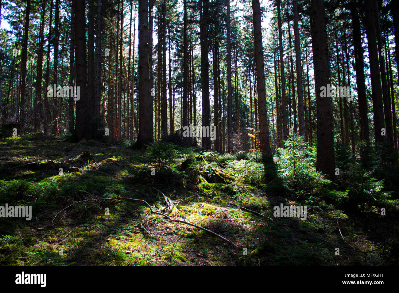Look inside a coniferous forest in germany during sunny spring time ...