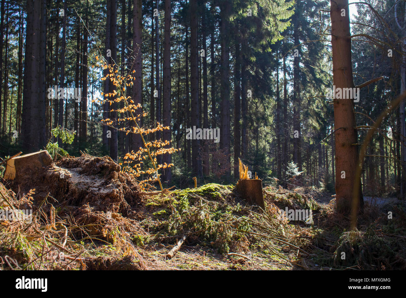 Look inside a coniferous forest in germany during sunny spring time ...