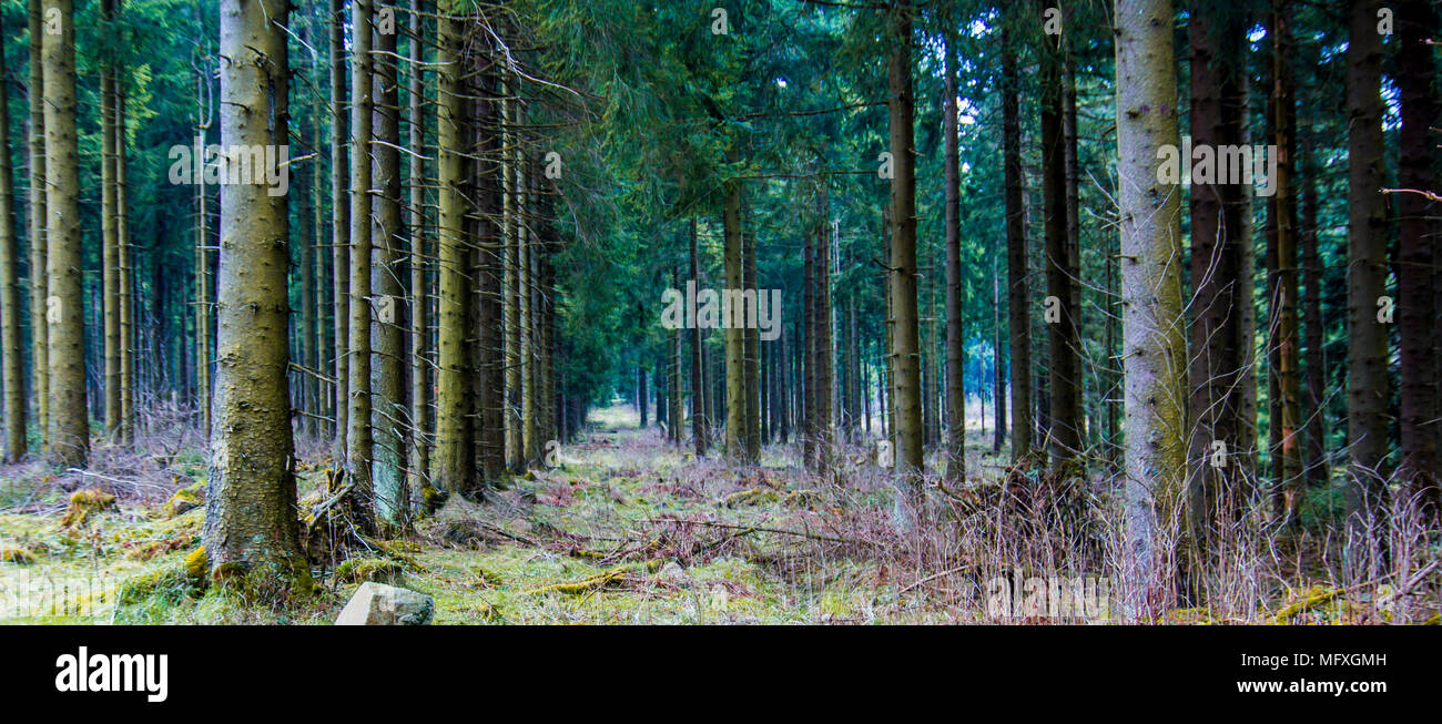 Look inside a coniferous forest in germany during sunny spring time ...