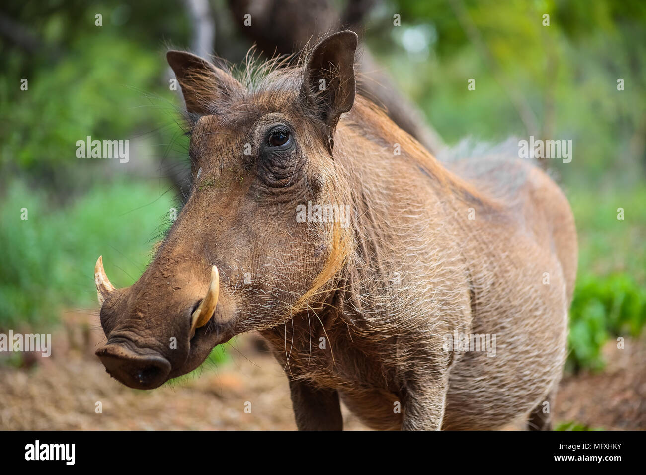 Ugly african animals hi-res stock photography and images - Alamy