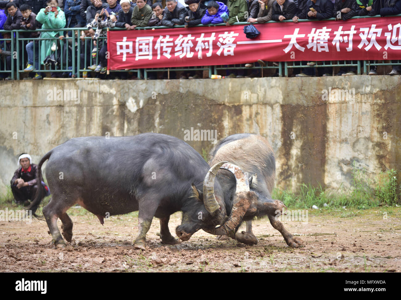 Congjian, Congjian, China. 26th Apr, 2018. Congjiang, CHINA-26th April 2018: A bullfighting is ...