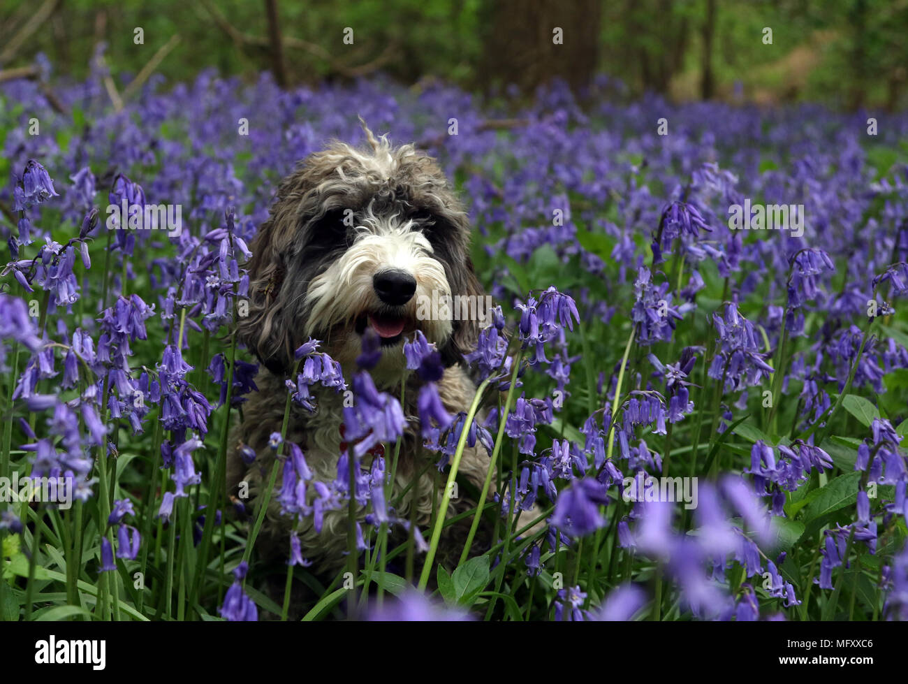 Cookie the cockapoo dog amongst the bluebells as they carpet the floor ...