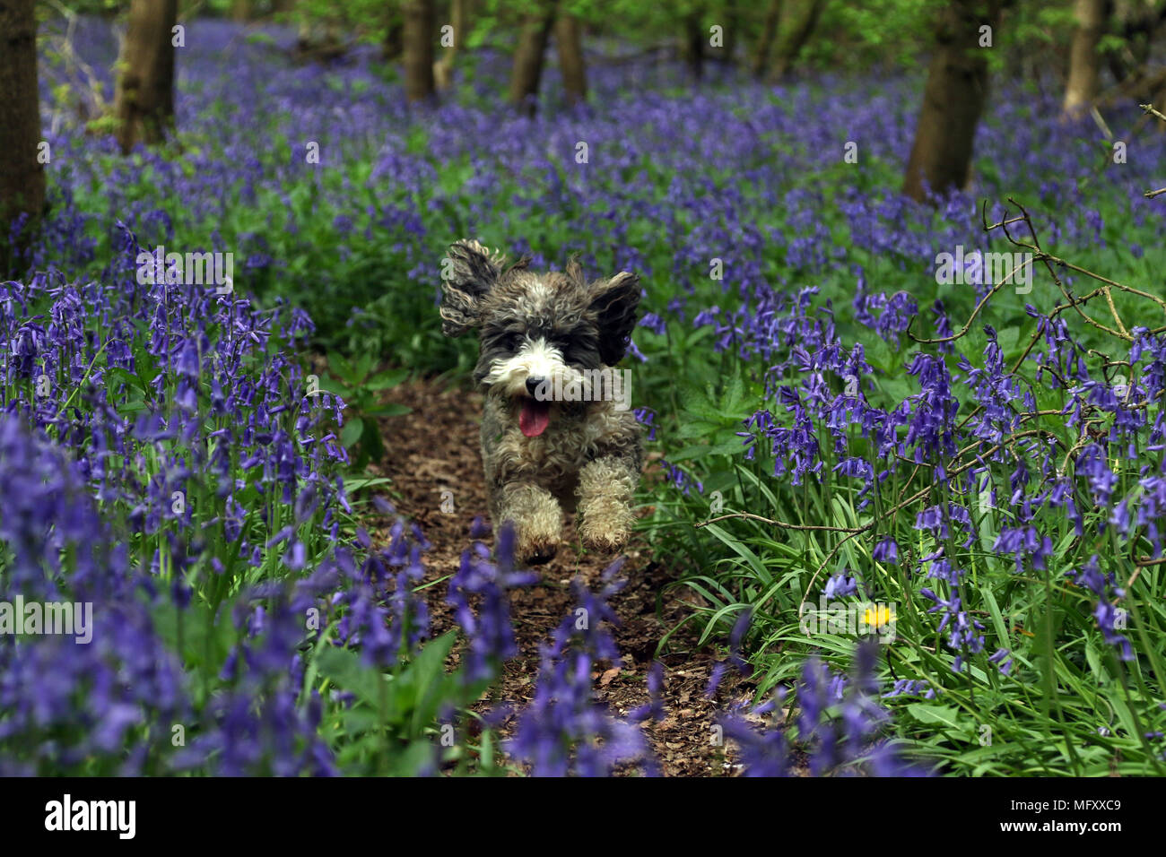 Cookie the cockapoo dog amongst the bluebells as they carpet the floor ...