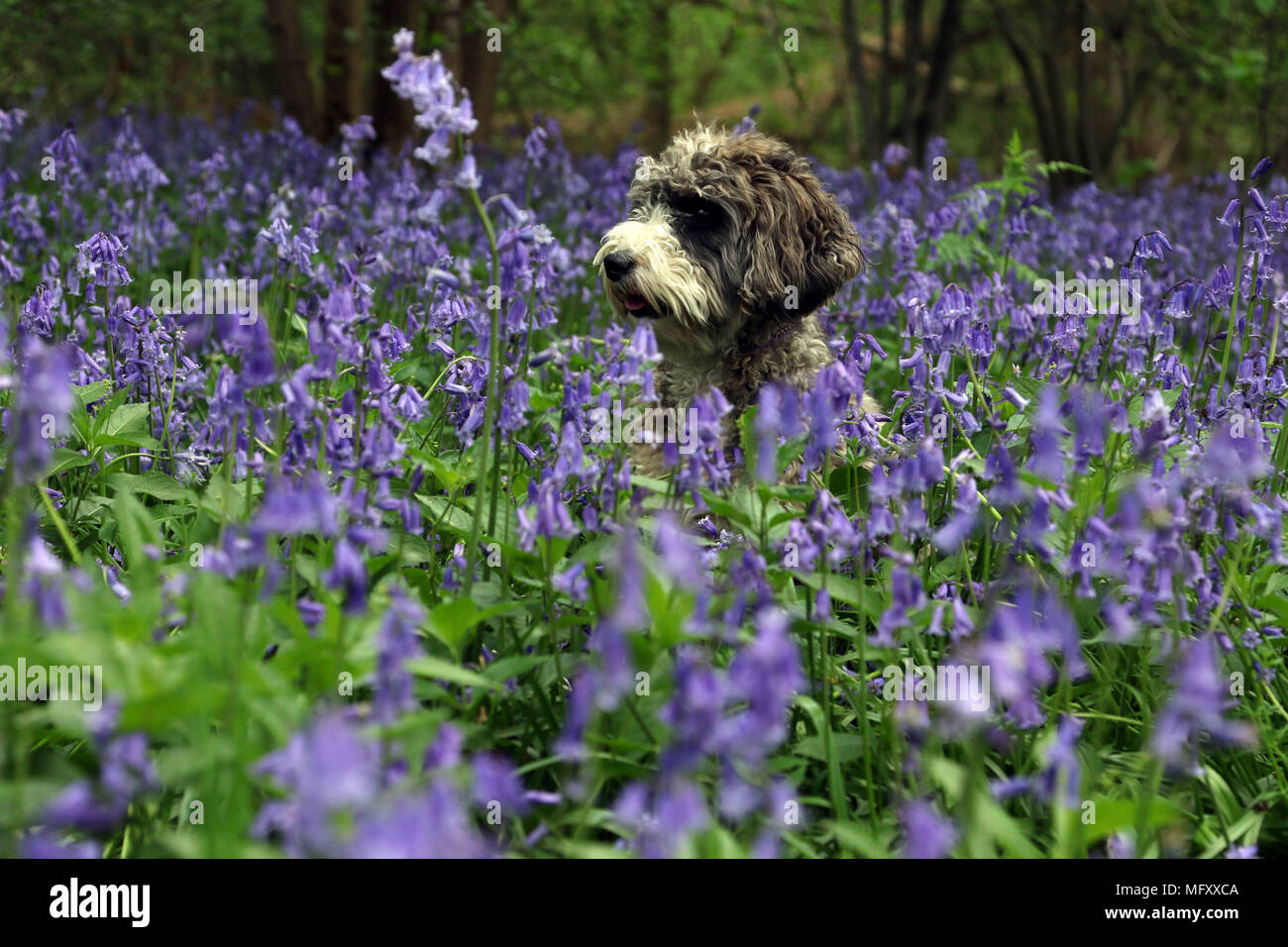 Cookie the cockapoo dog amongst the bluebells as they carpet the floor ...