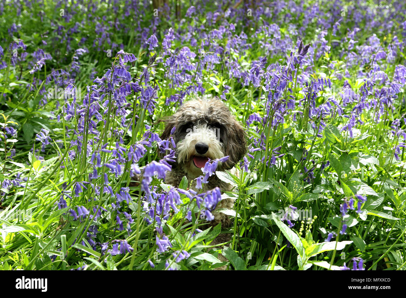 Cookie the cockapoo dog amongst the bluebells as they carpet the floor ...