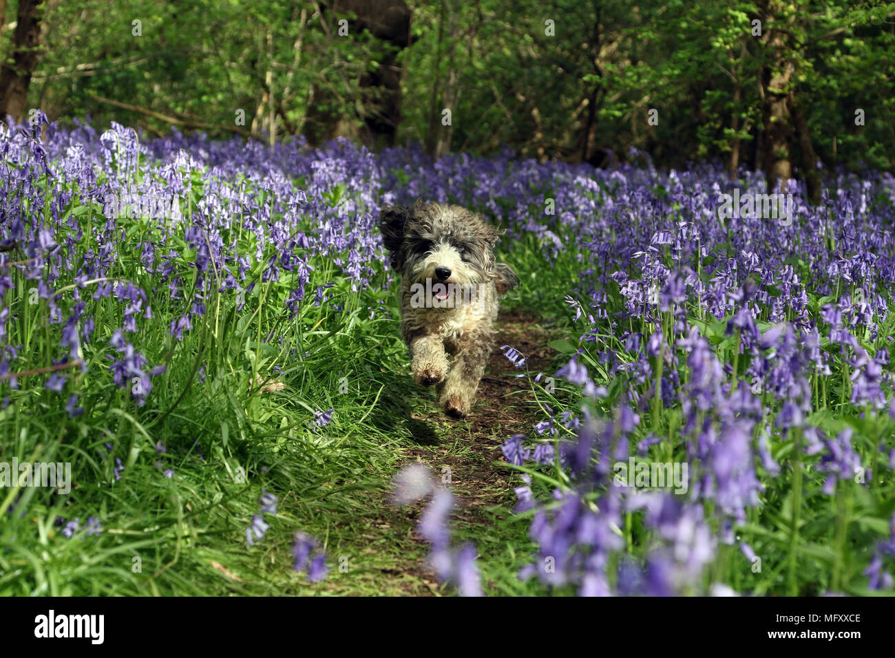 Cookie the cockapoo dog amongst the bluebells as they carpet the floor ...