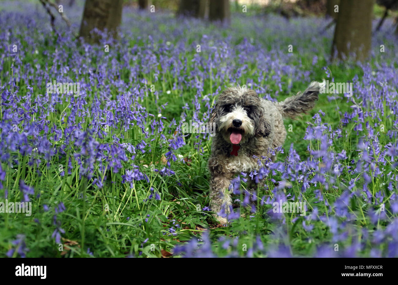 Cookie the cockapoo dog amongst the bluebells as they carpet the floor ...