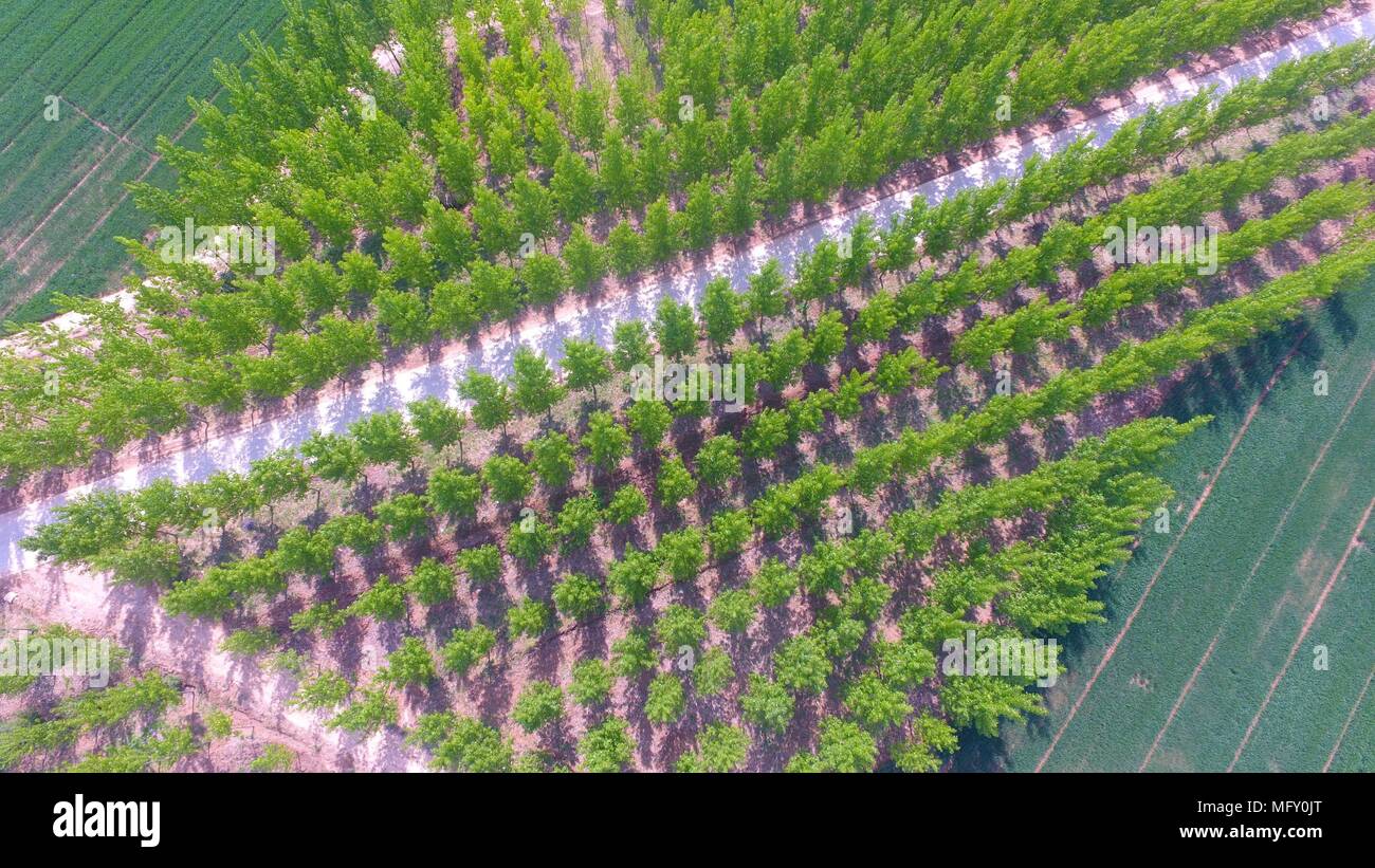 Liaochen, Liaochen, China. 25th Apr, 2018. Liaocheng, CHINA-25th April ...