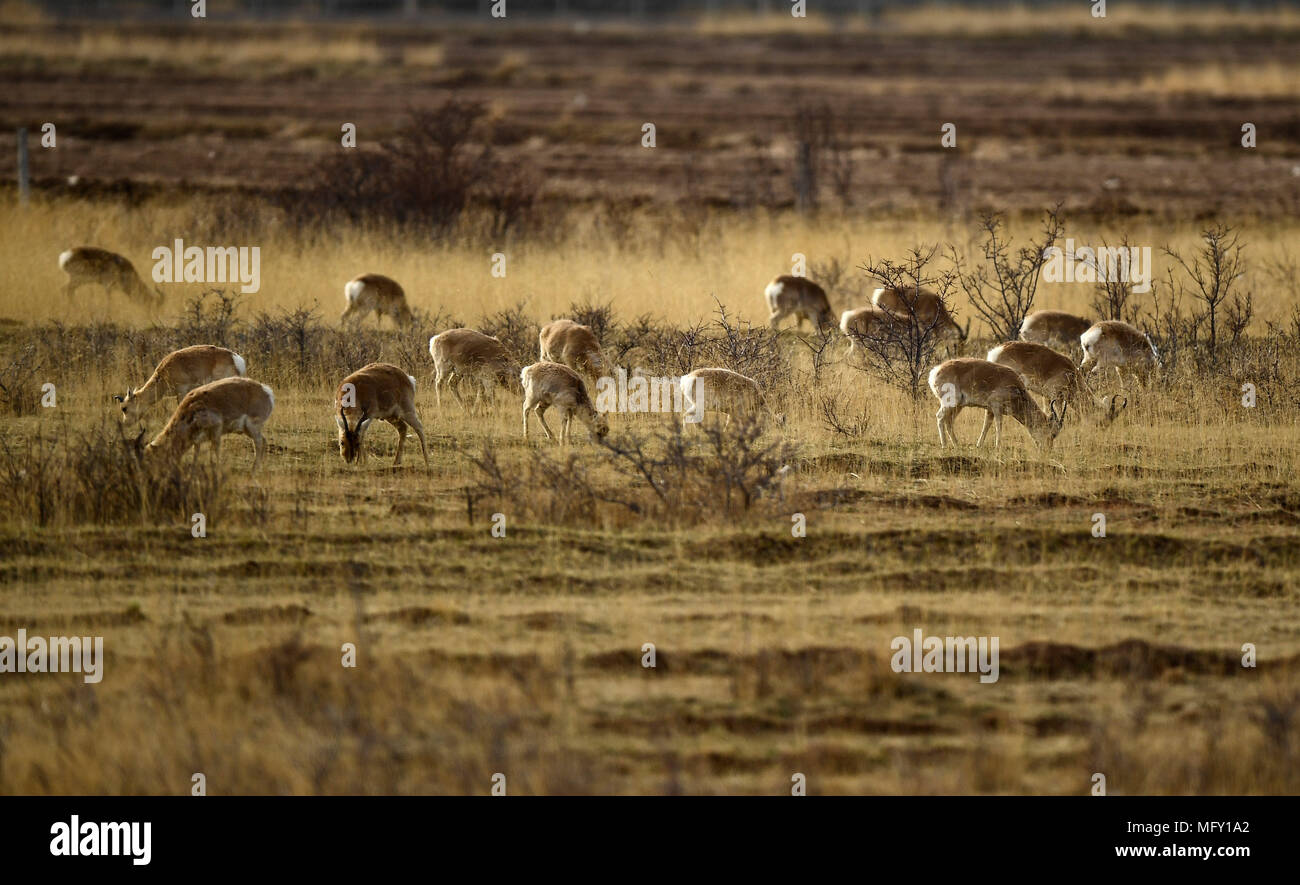 Przewalskis gazelle hi-res stock photography and images - Alamy