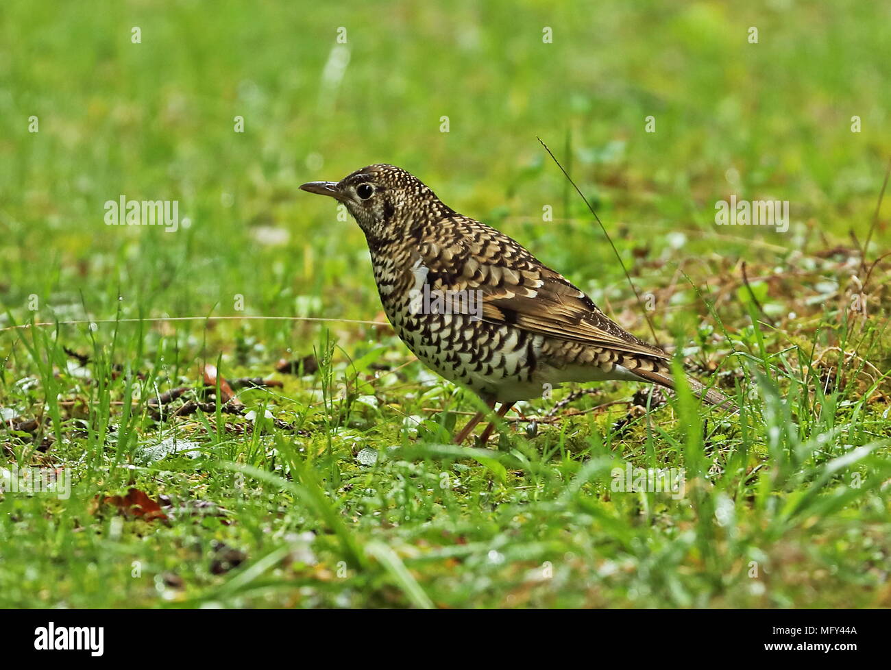 White's Thrush (Zoothera aurea) adult foraging on ground Dasyueshan ...